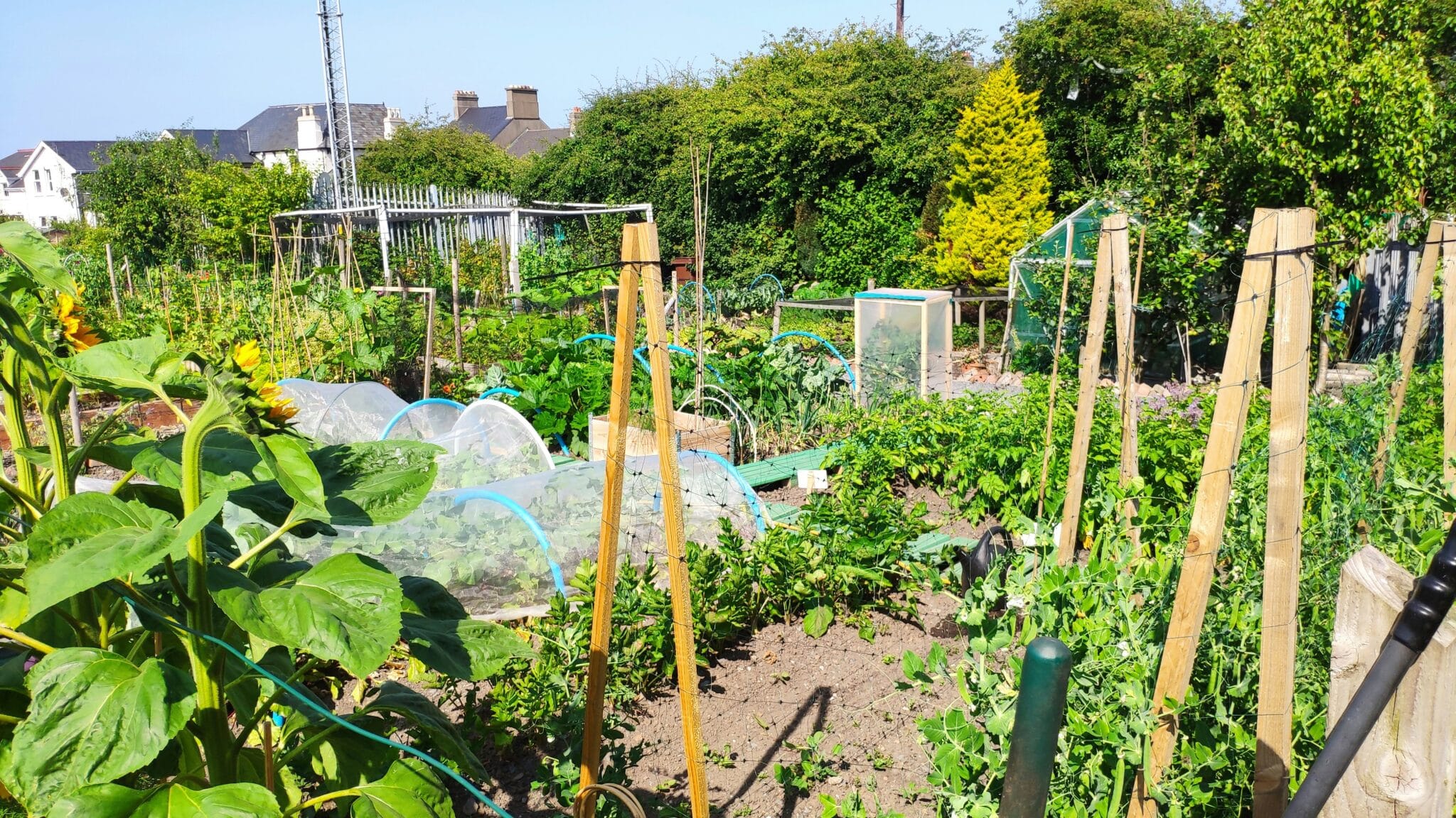 Allotment Layout Planning: 7 Proven Steps For Maximum Yield
